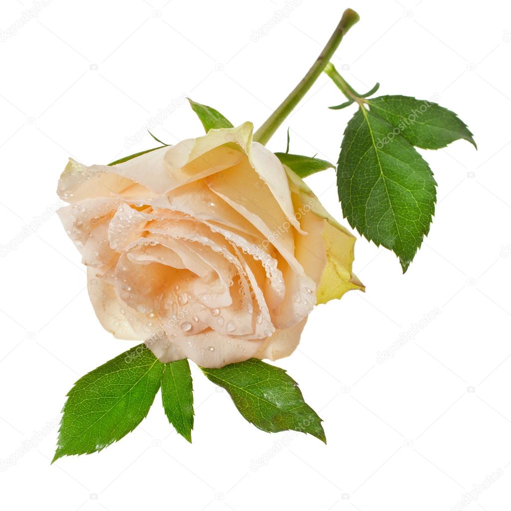 One single cream rose bud with water drops isolated on white background ...
