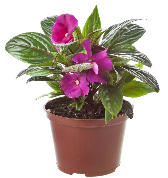 2,370 Impatiens flower Stock Photos | Free & Royalty-free Impatiens ...