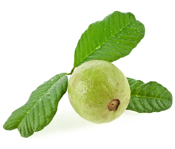 ᐈ Guava leaves stock pictures, Royalty Free guava leaves images ...