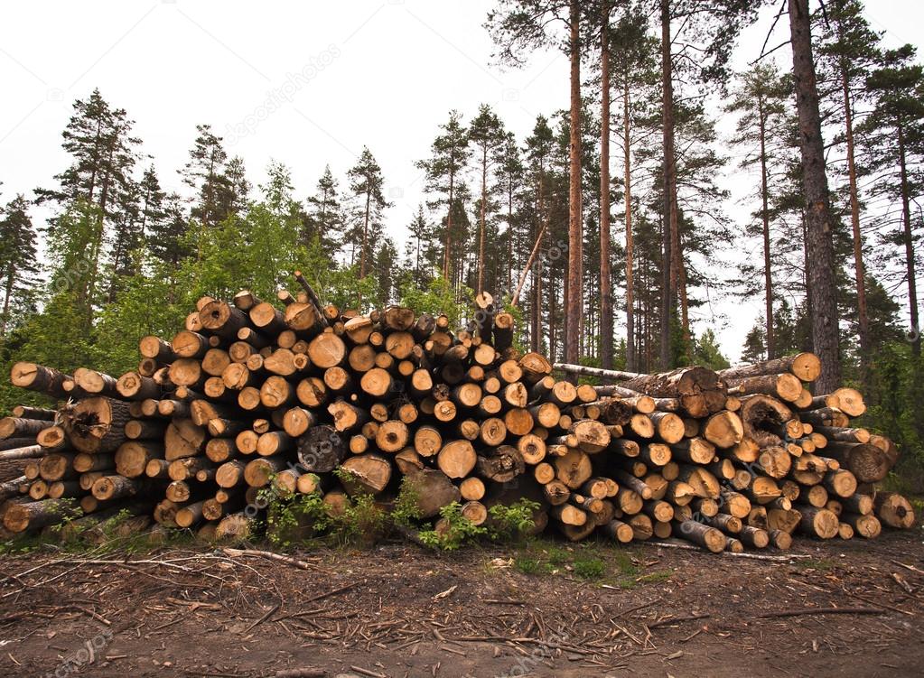 Spruce Timber Logging in Forest — Stock Photo © Madllen #21190503