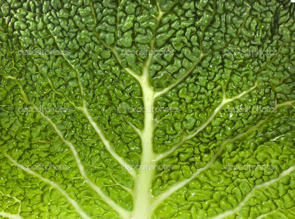 Savoy Cabbage Leaf Texture Macro Background — Stock Photo © Madllen ...