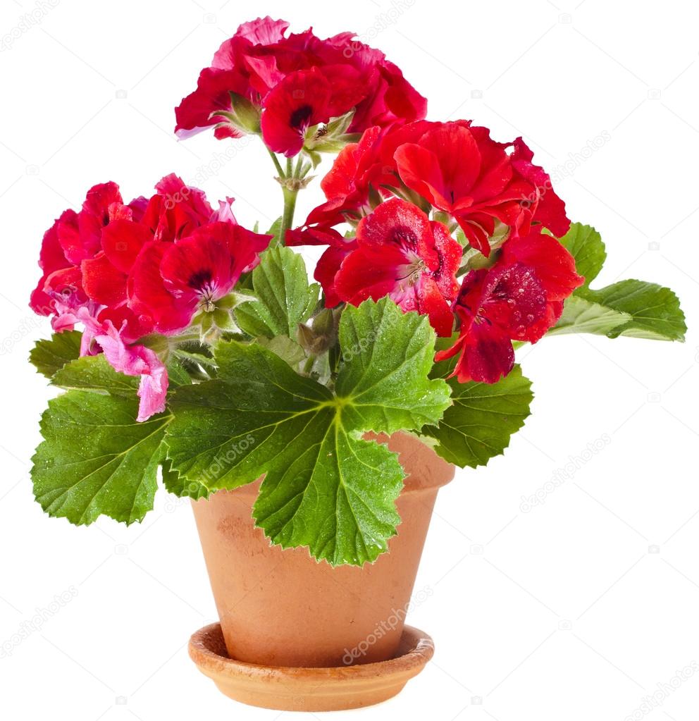 Red geranium flower in a clay pot — Stock Photo © Madllen #25340549