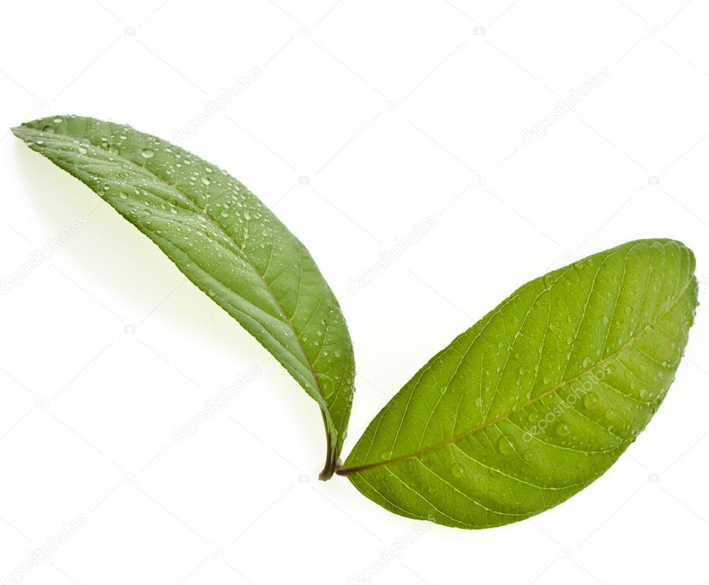 Leaves guava tree close up macro isolated on white Stock Photo by ...