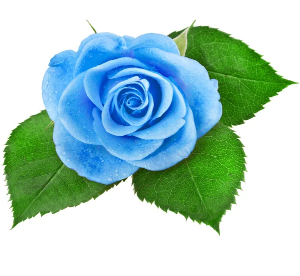 Beautiful blue rose head with water drops close up isolated on white ...