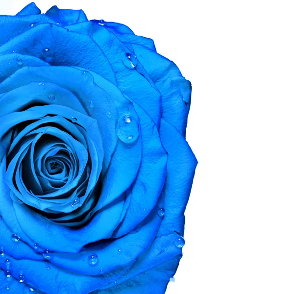 Beautiful blue rose head with water drops close up isolated on white ...