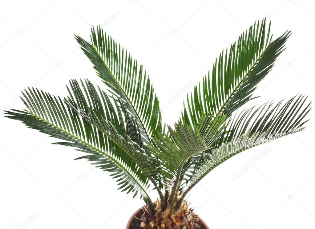 One Palm tree isolated on white background Stock Photo by ©Madllen 31699557