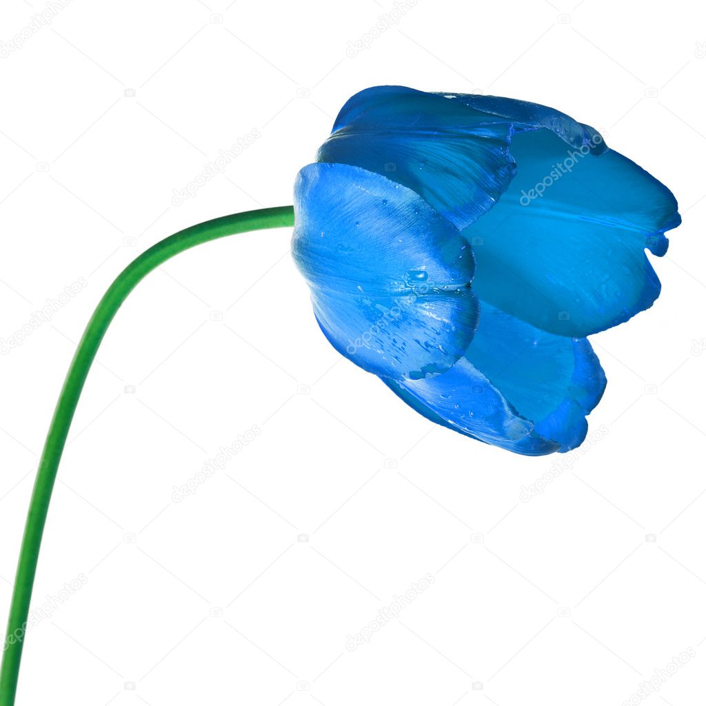 Single Blue Flower White Background | Best Flower Site
