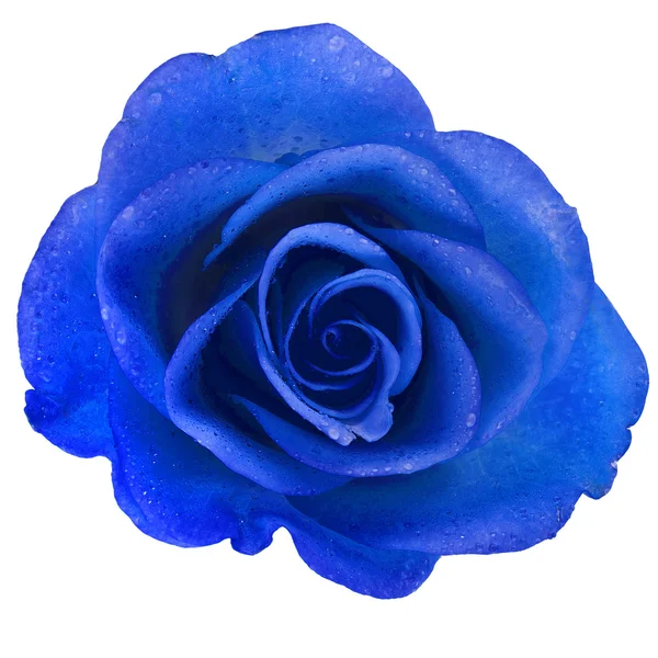 Beautiful blue rose head with water drops close up isolated on white ...
