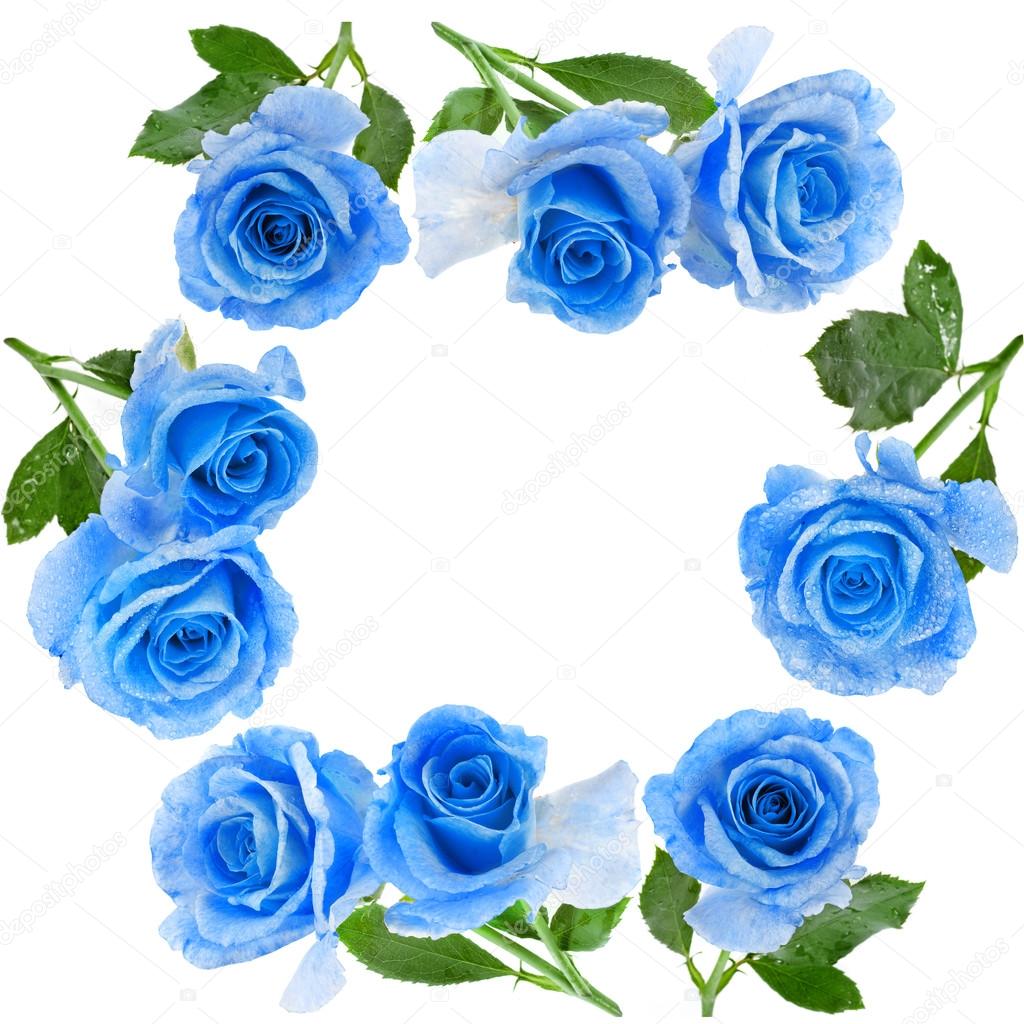 Frame border of beautiful blue rose with water drops surface isolated ...