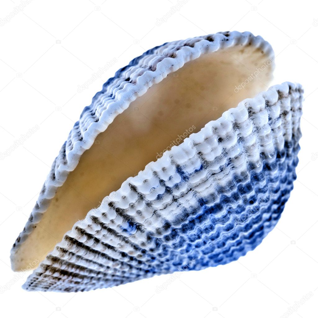 One Blue Seashell Close up Macro isolated on white background — Stock ...