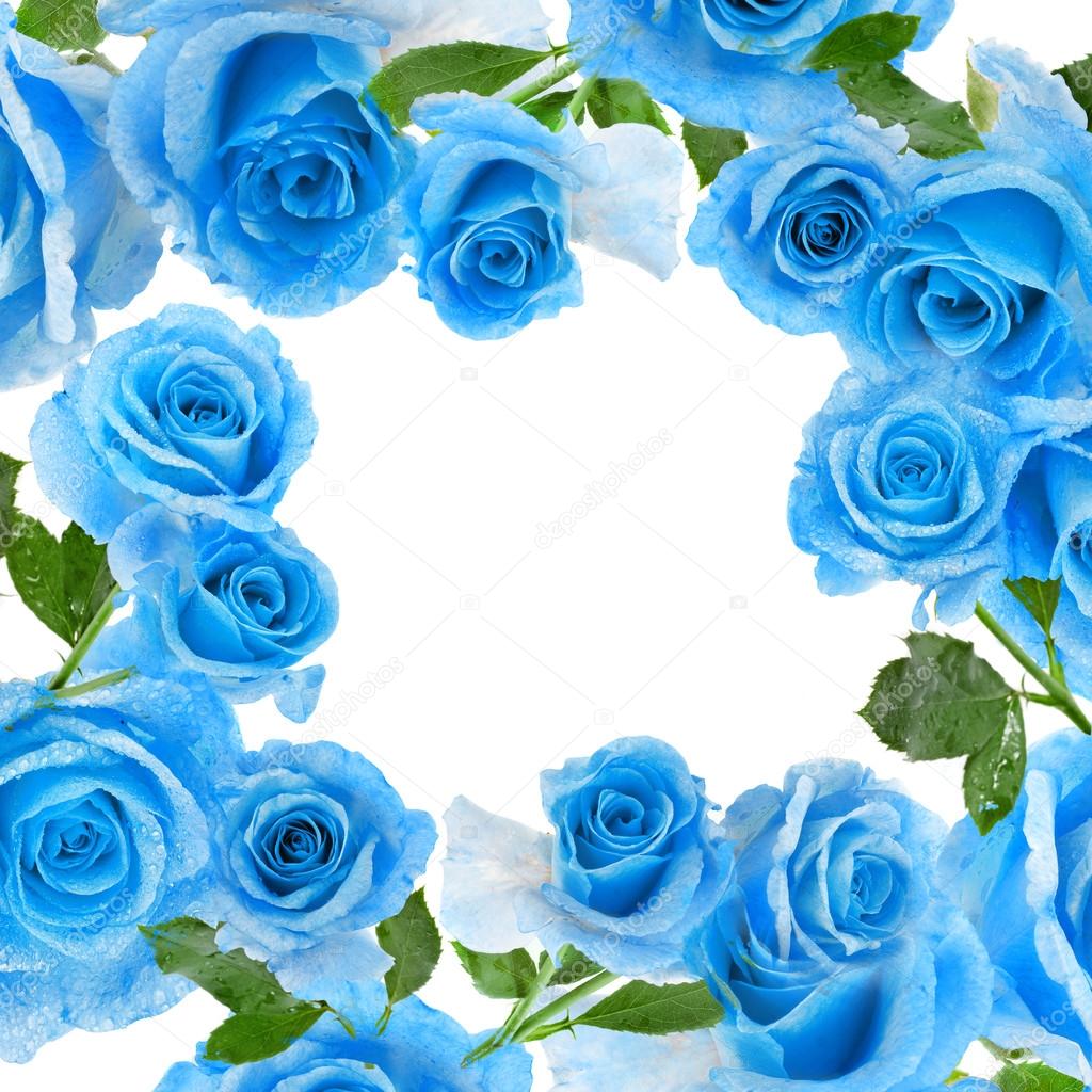 Frame Border Of Beautiful Blue Rose With Water Drops Surface Isolated ...
