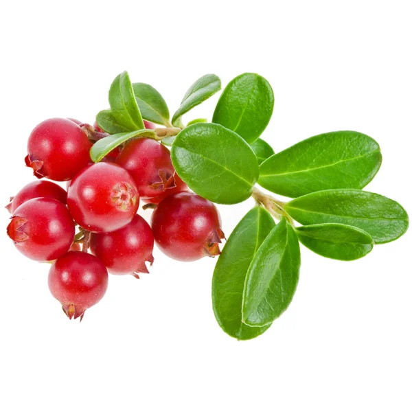 Lingon Stockfotografier, royaltyfria Lingon bilder | Depositphotos