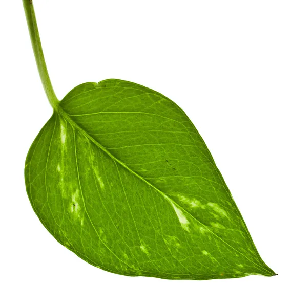 ᐈ Pothos plant stock images, Royalty Free pothos pictures | download on ...