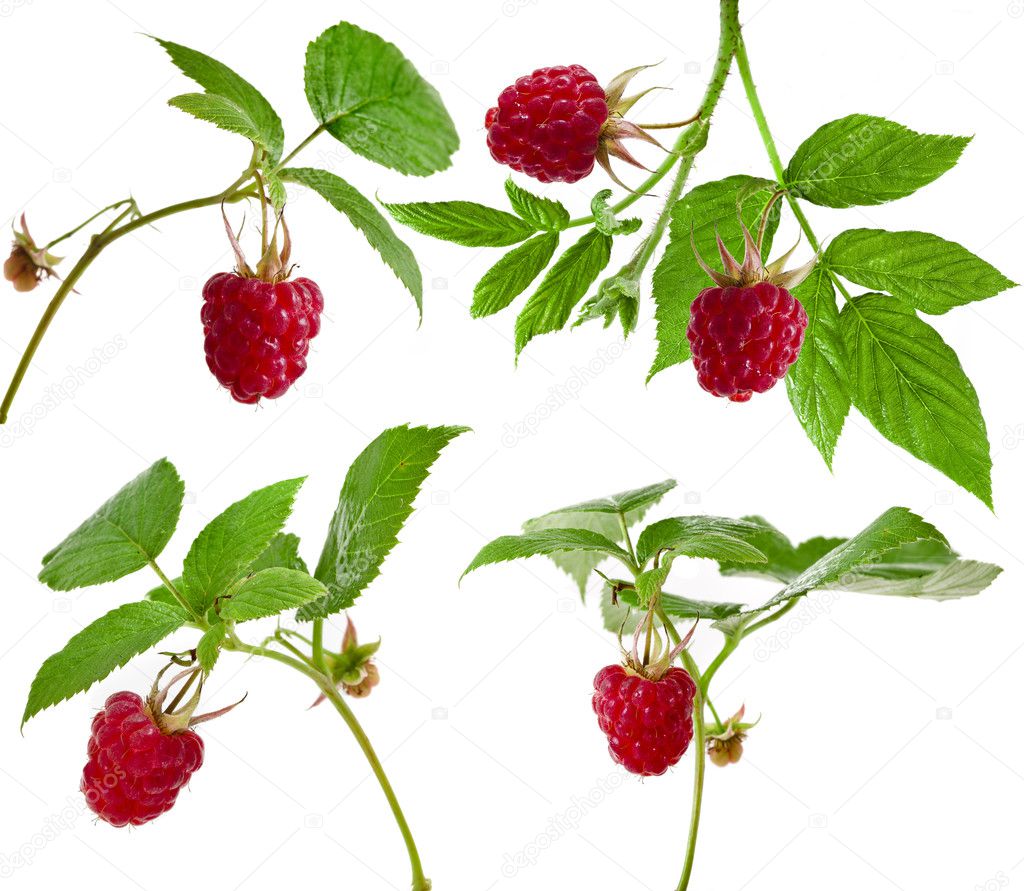 Collection set raspberry Stock Photo by ©Madllen 42051363
