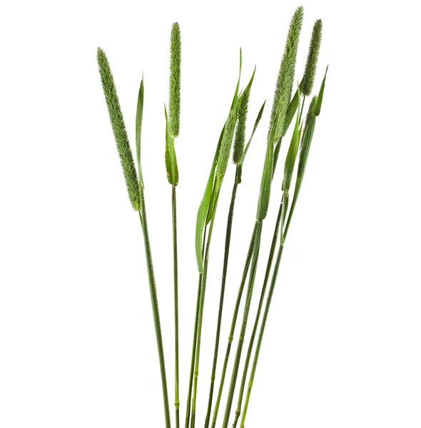 ᐈ Timothy hay stock pictures, Royalty Free timothy images | download on ...