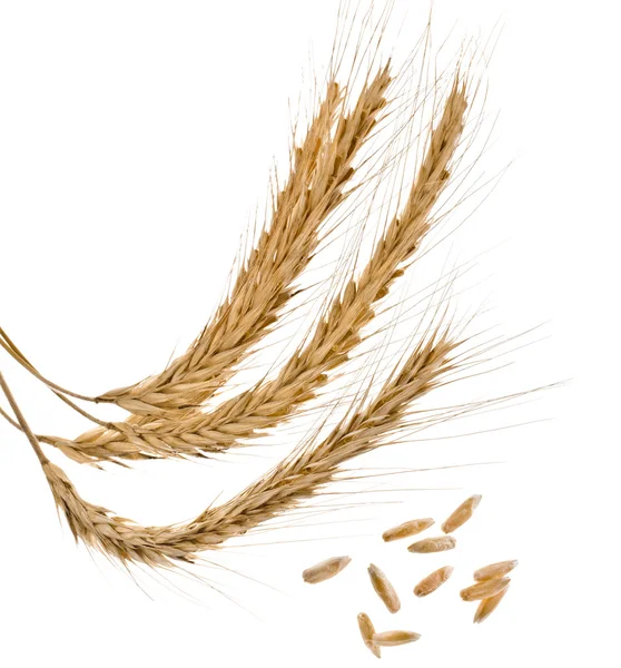 Wheat ears Grains — Stock Photo © Madllen #52433247 Wheat ears Grains — Stock Photo © Madllen #52433247