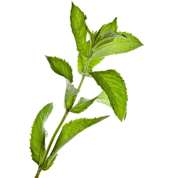 Tree branch with green leaves — Stock Photo © liliya #1629110