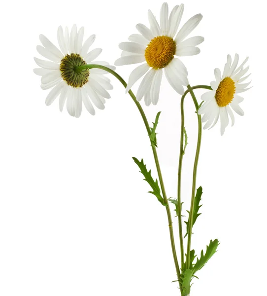 Camomile flower illustration — Stock Photo © eugeniy #3680293