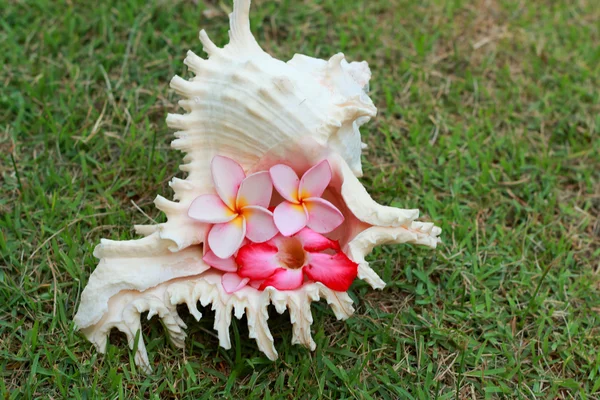 Flower crab Stock Photos, Royalty Free Flower crab Images | Depositphotos