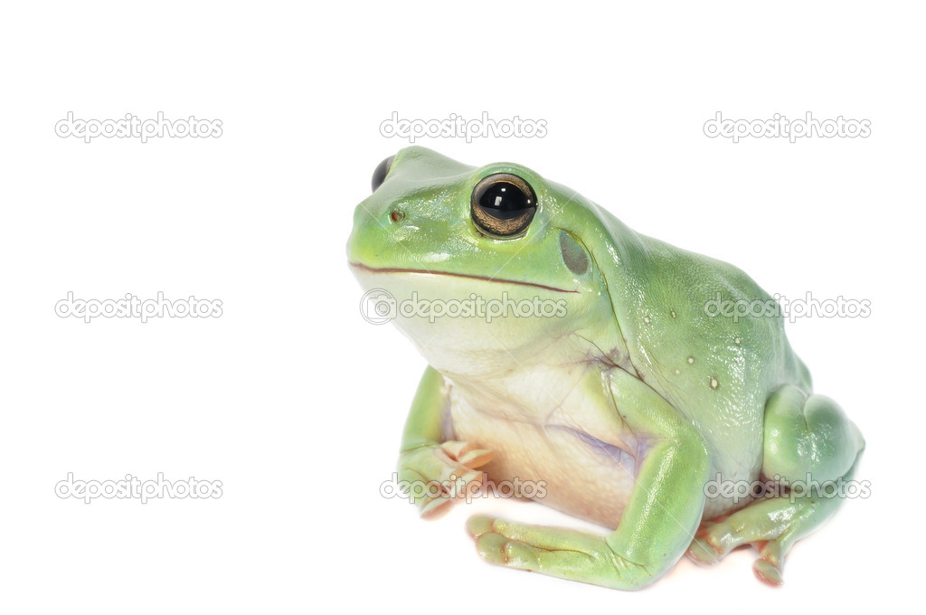 Whites Tree Frog Stock Photo by ©EastmanPhoto 13804680