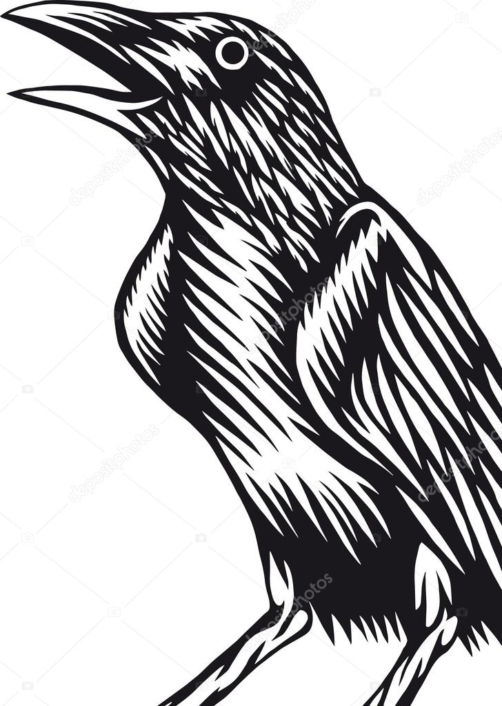 Ravens Stock Vector Image by ©rlmf.net #13719014