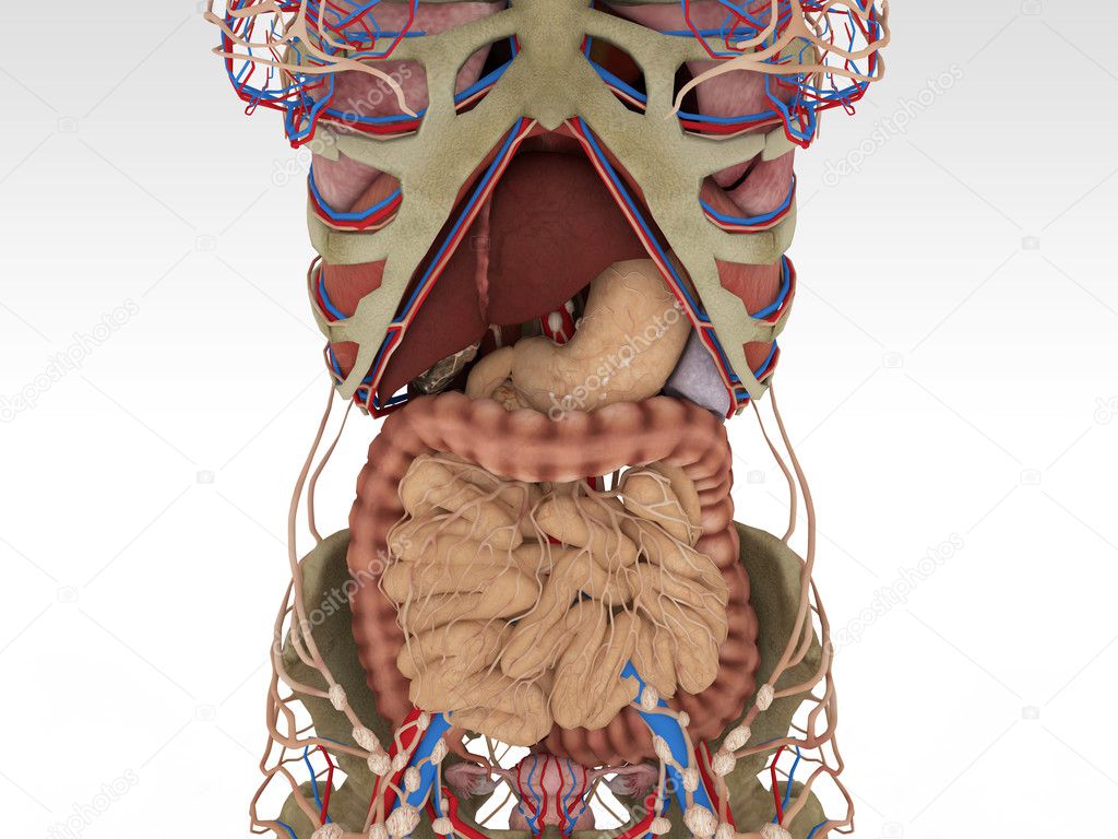 Accurate Female Anatomy — Stock Photo © suzi44 #28603733