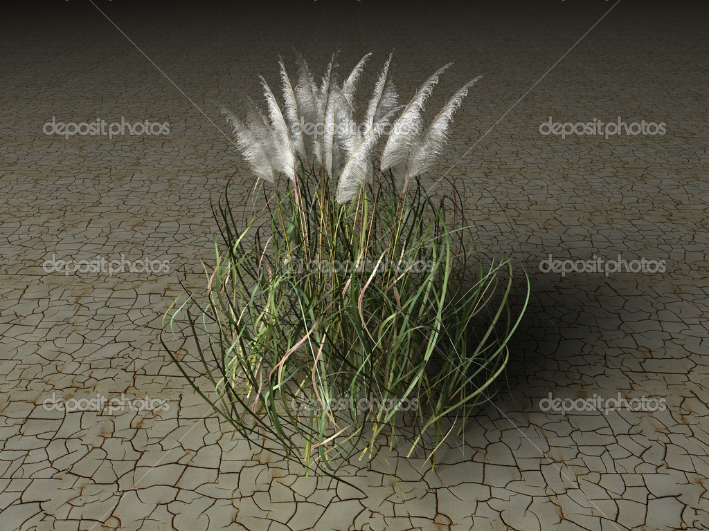 Cortaderia jubata Stock Photo by ©suzi44 29390621