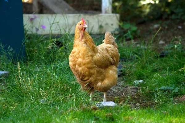 Chicken pasture Stock Photos, Royalty Free Chicken pasture Images ...