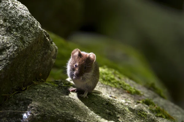 ᐈ Mouse pic stock pictures, Royalty Free field mouse images | download ...