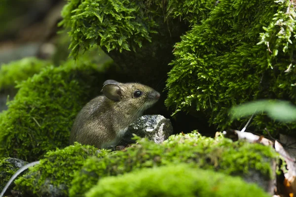 ᐈ Mouse pic stock pictures, Royalty Free field mouse images | download ...