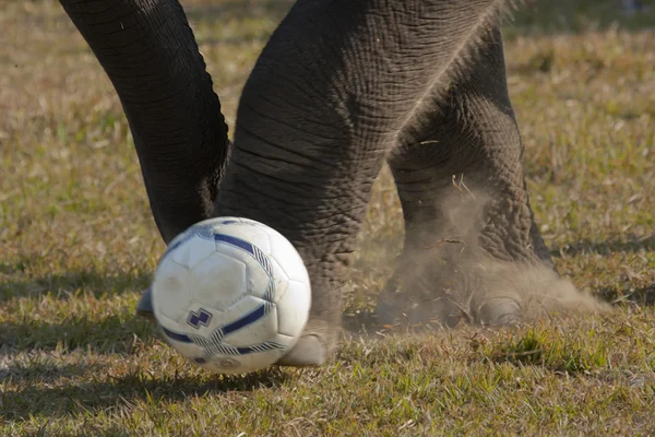 Animales de trabajo fotos de stock, imágenes de Animales de trabajo sin ...