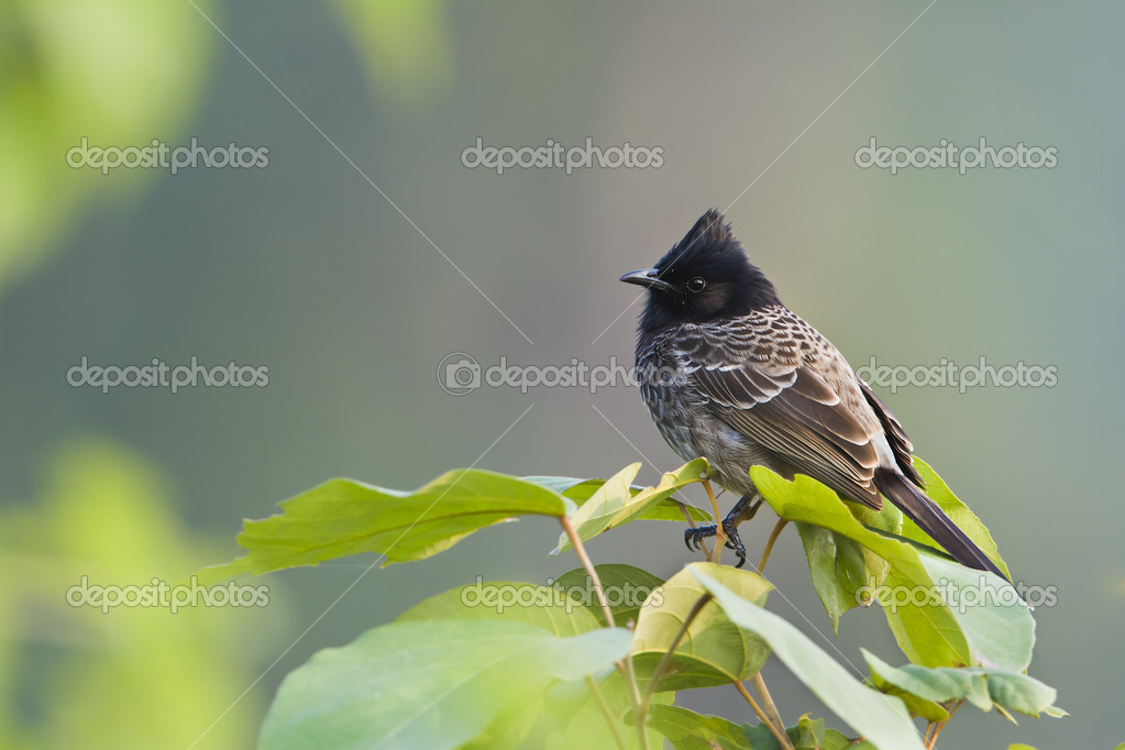 Red-vented bulbul bird in Nepal Stock Photo by ©Utopia_88 49424335