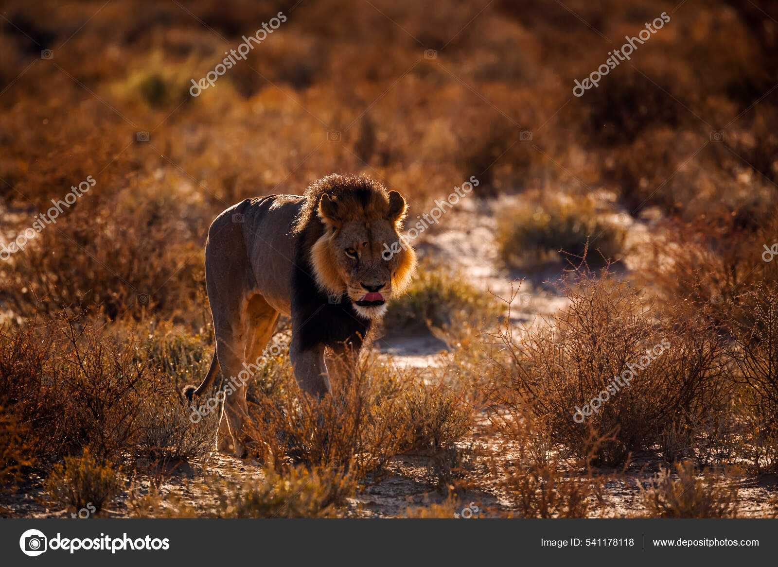 Lion Front View Walking