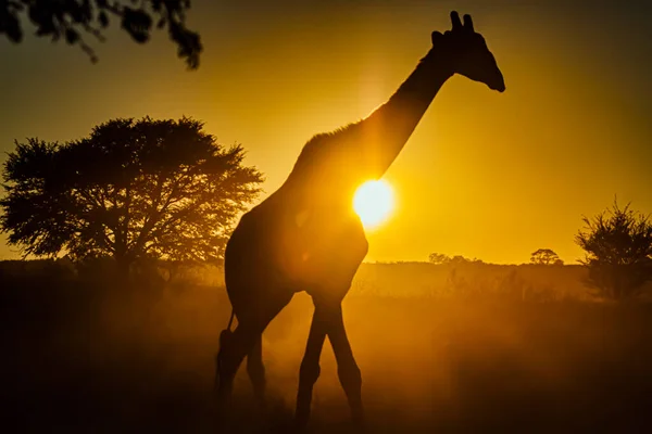 Africa sunset animal Stock Photos, Royalty Free Africa sunset animal ...