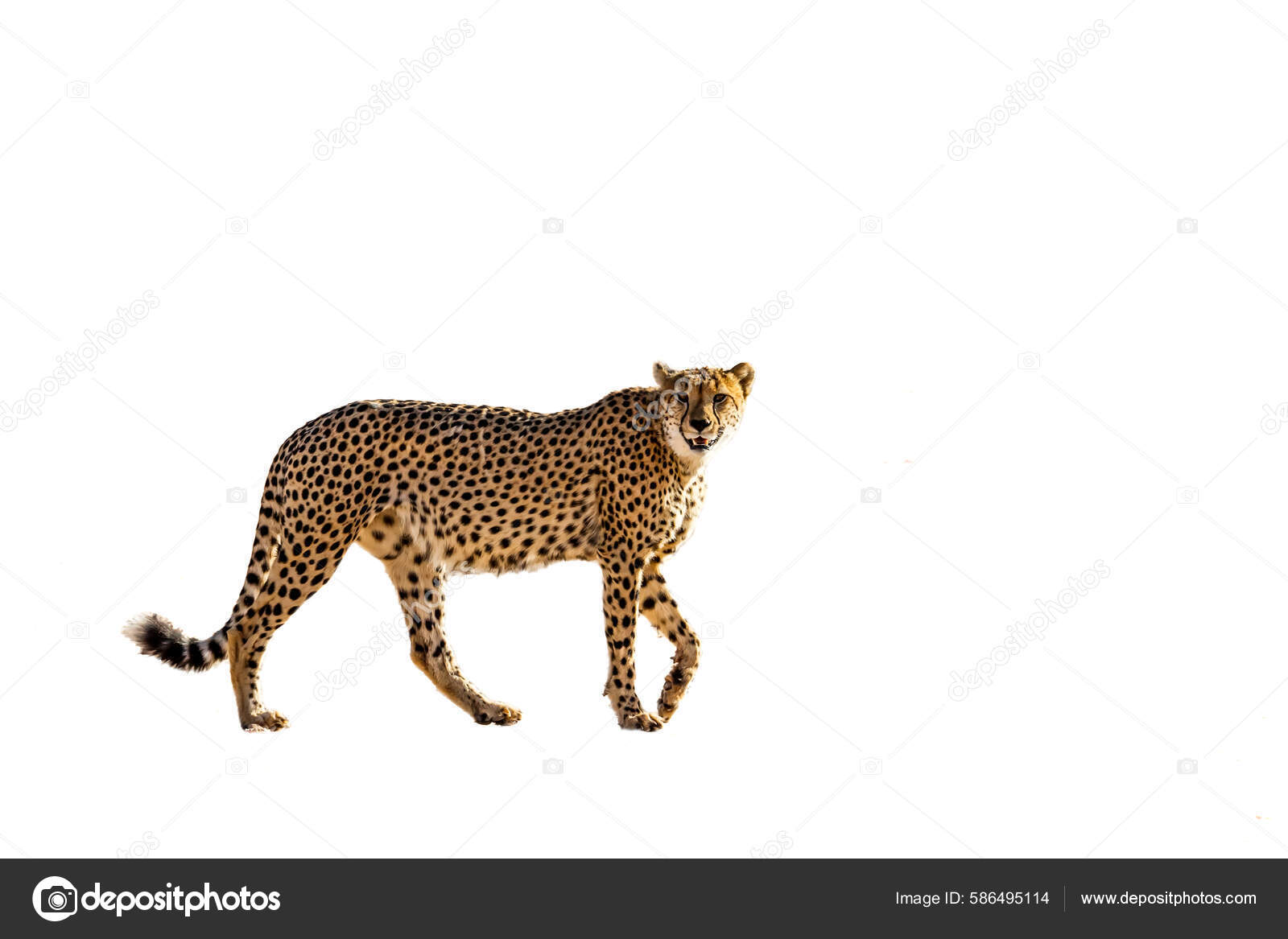 Cheetah Walking Side View Isolated White Background Kgalagadi ...