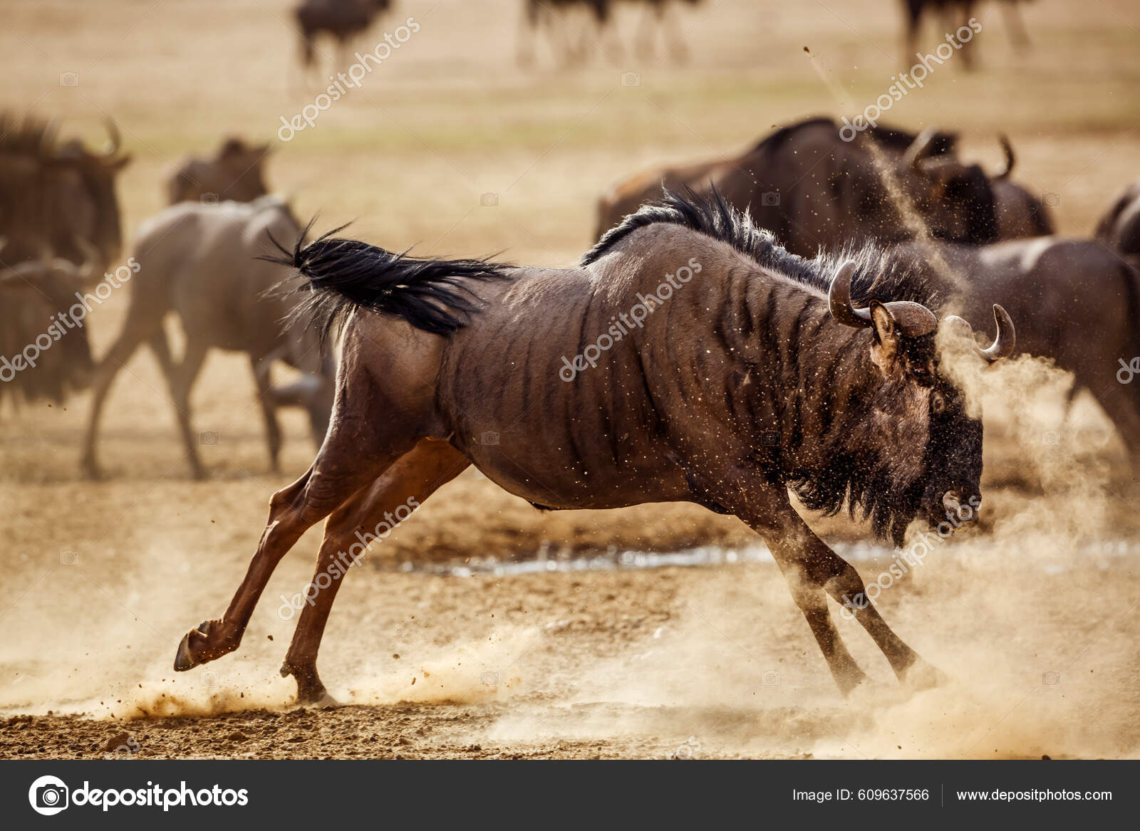 Blue Wildebeest Running