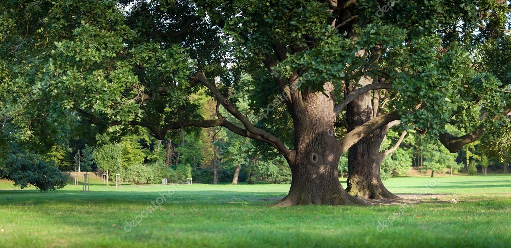 Strong old green oak tree in the park Stock Photo by ©HonzaHruby 13633066