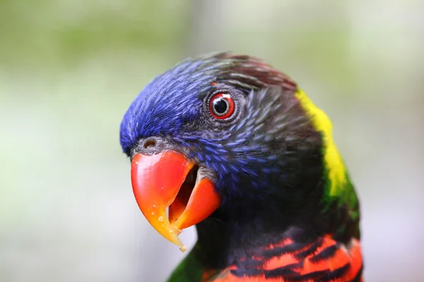 Rainbow lorikeet Stock Photos, Royalty Free Rainbow lorikeet Images ...