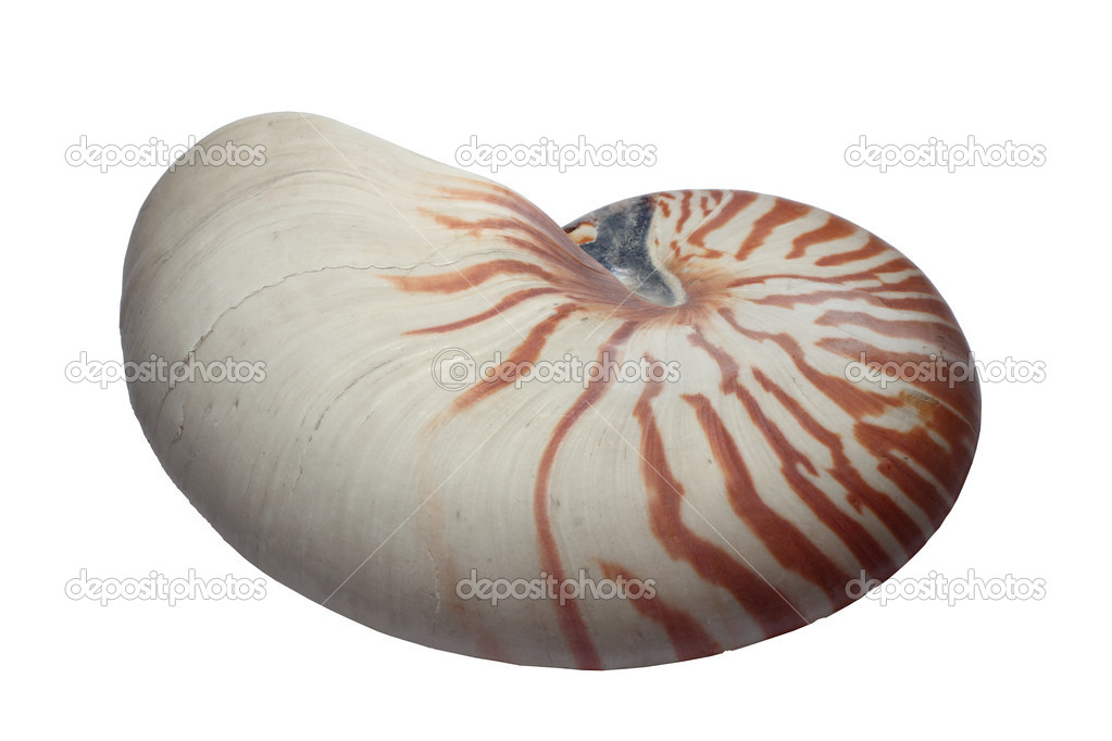 Nautilus shell Stock Photo by ©eugenesim 13687231