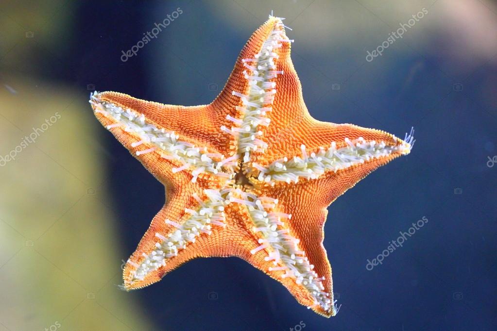 Photos: starfish underside | Underside of the starfish — Stock Photo ...