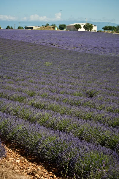 Locoweed campo Stock Photos, Royalty Free Locoweed campo Images ...