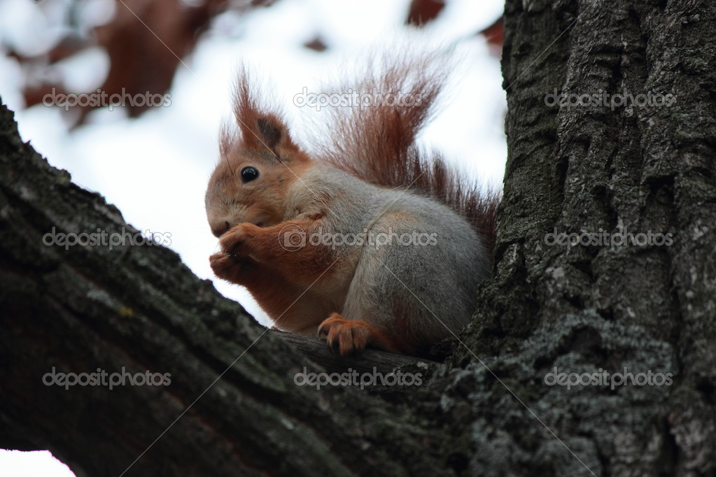 The squirrel on a tree. — Stock Photo © Sangri #14461889