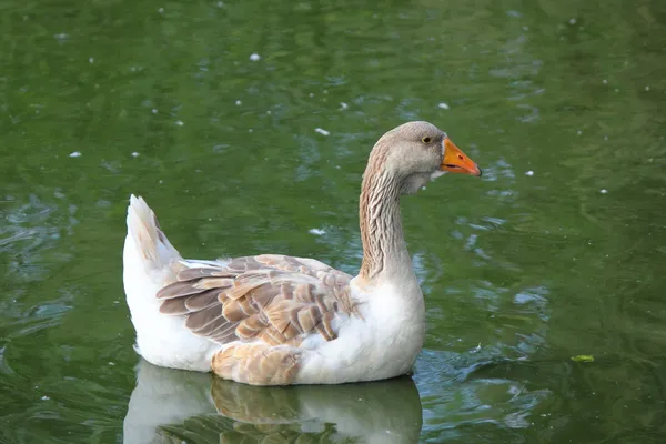 Pato florida Stock Photos, Royalty Free Pato florida Images | Depositphotos