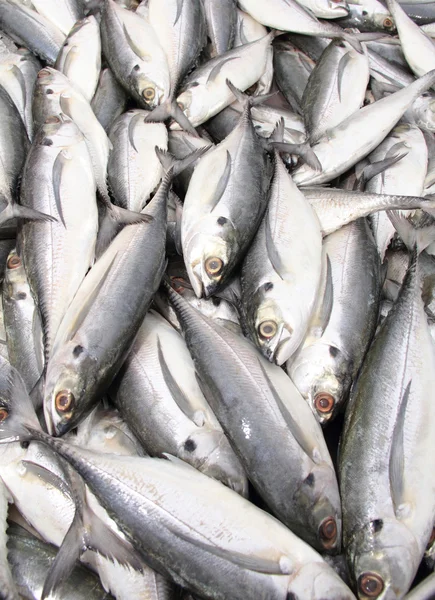 Photo Philippine Fish Galunggong Balsa Kawayanon Decapterus Macrosoma ...