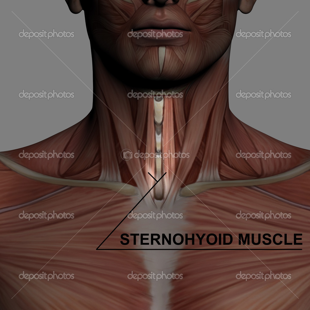 Sternohyoid muscle — Stock Photo © vitanovski #28486969