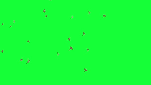 Animation Flock Birds Flying Green Screen Stock Video Footage by ...