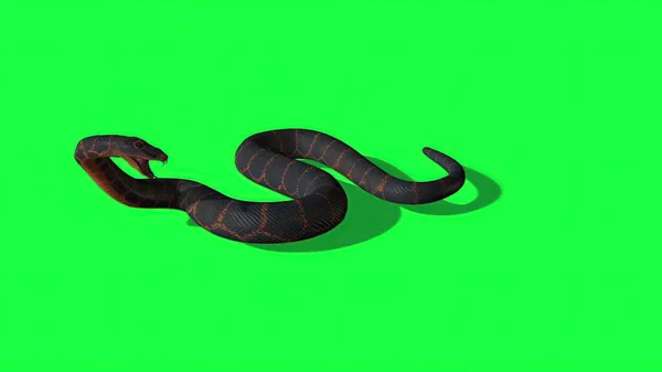 Snake man Stock Photos, Royalty Free Snake man Images | Depositphotos