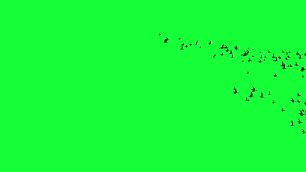 Animation Flock Birds Flying Green Screen Stock Video Footage by ...