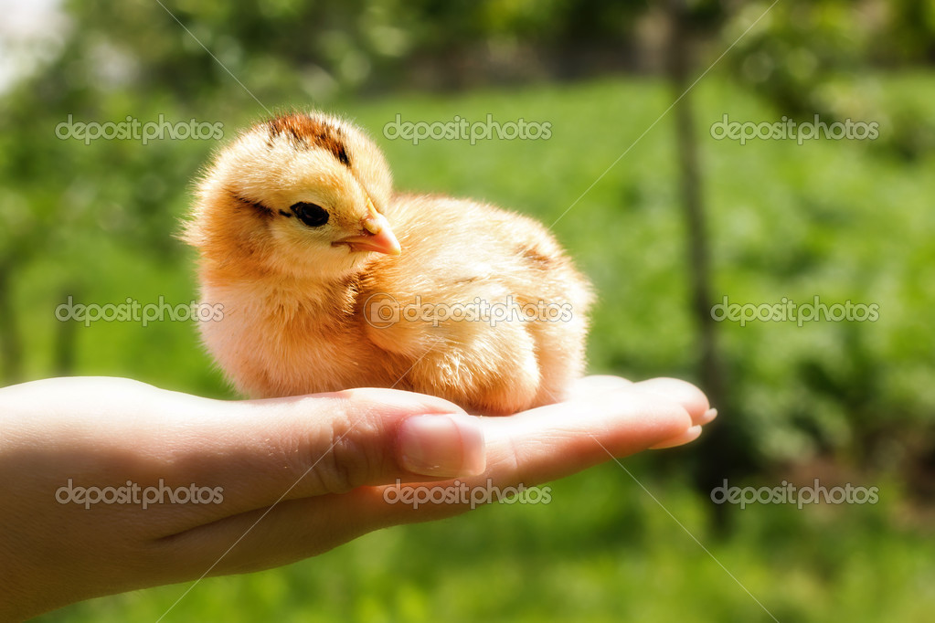 New born chicken in palms Stock Photo by ©jinga80 46414783