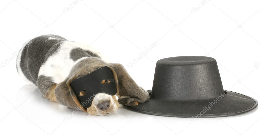Zorro dog Stock Photo by ©willeecole 13816463